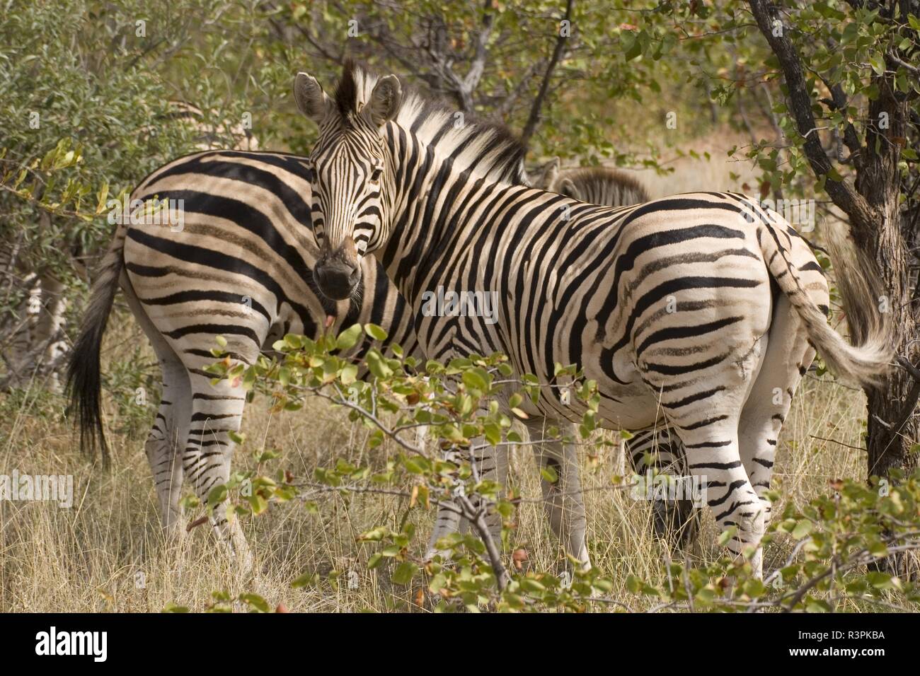 burchells zebra, kruger, south africa national park Stock Photo - Alamy
