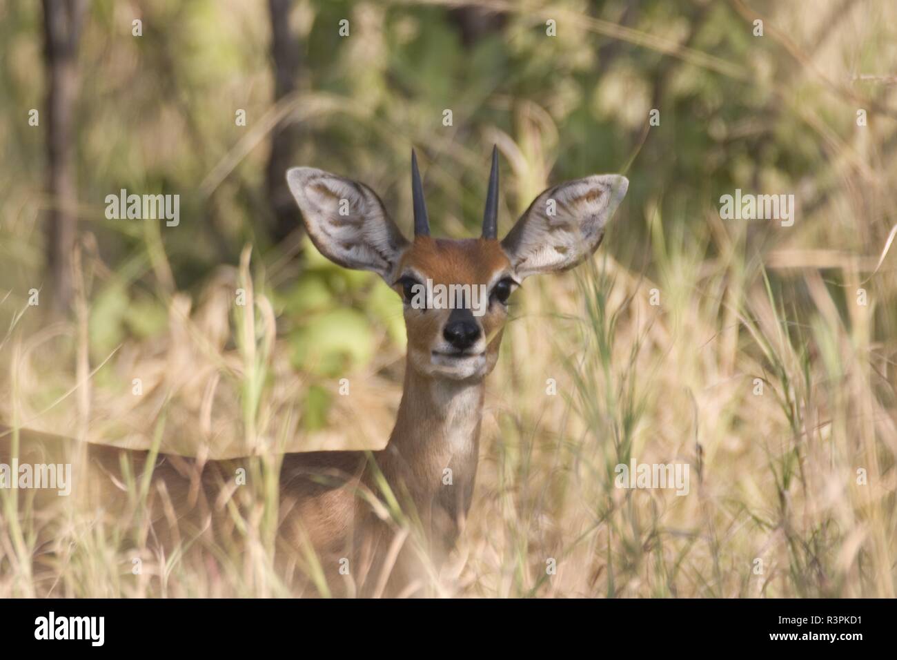 Steenbok, Raphicerus campestris Stock Photo - Alamy