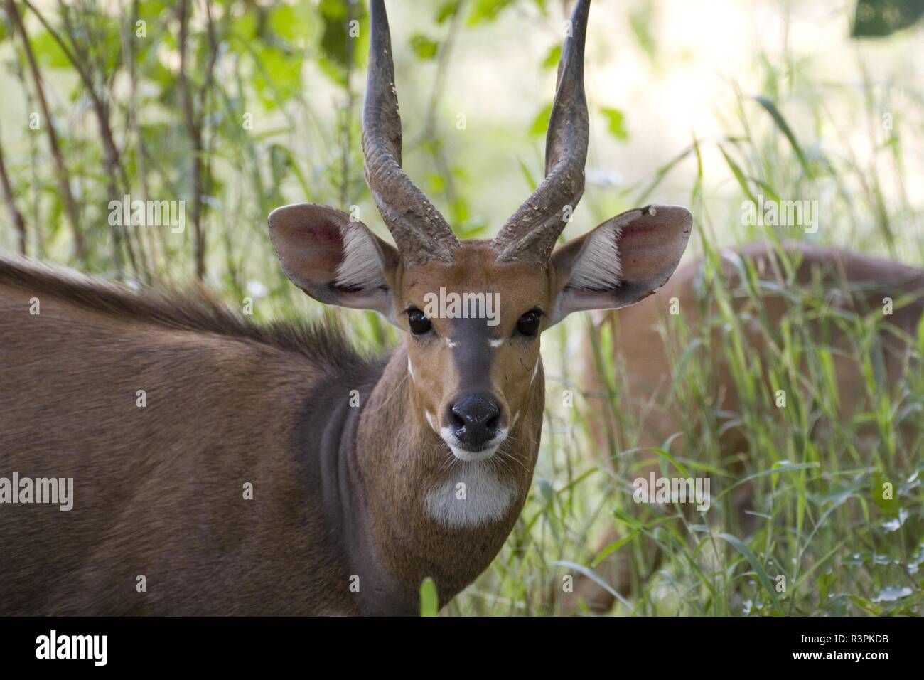 Nyala male female south africa hi-res stock photography and images - Alamy