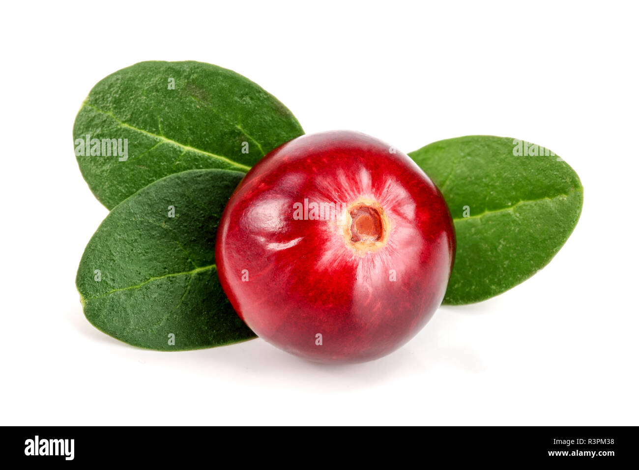 Cranberry with leaf isolated on white background closeup macro Stock ...