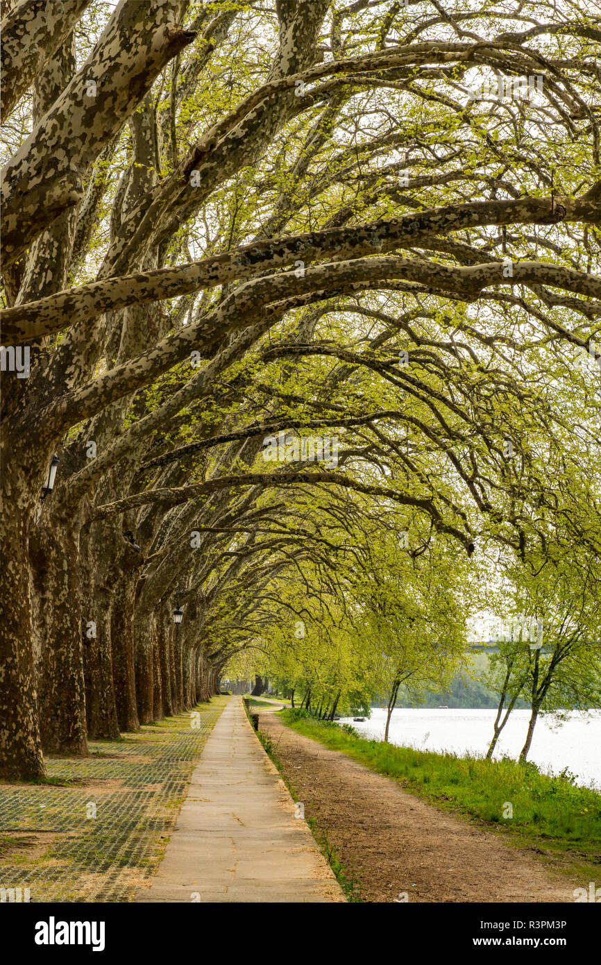 Trees along the river side in nature landscape, Ponte de Lima, Portugal ...