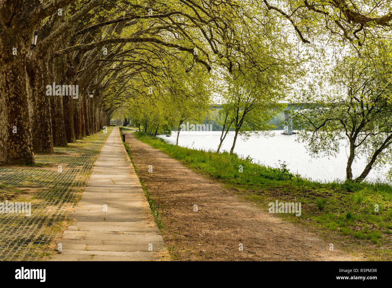 Trees along the river side in nature landscape, Ponte de Lima, Portugal ...