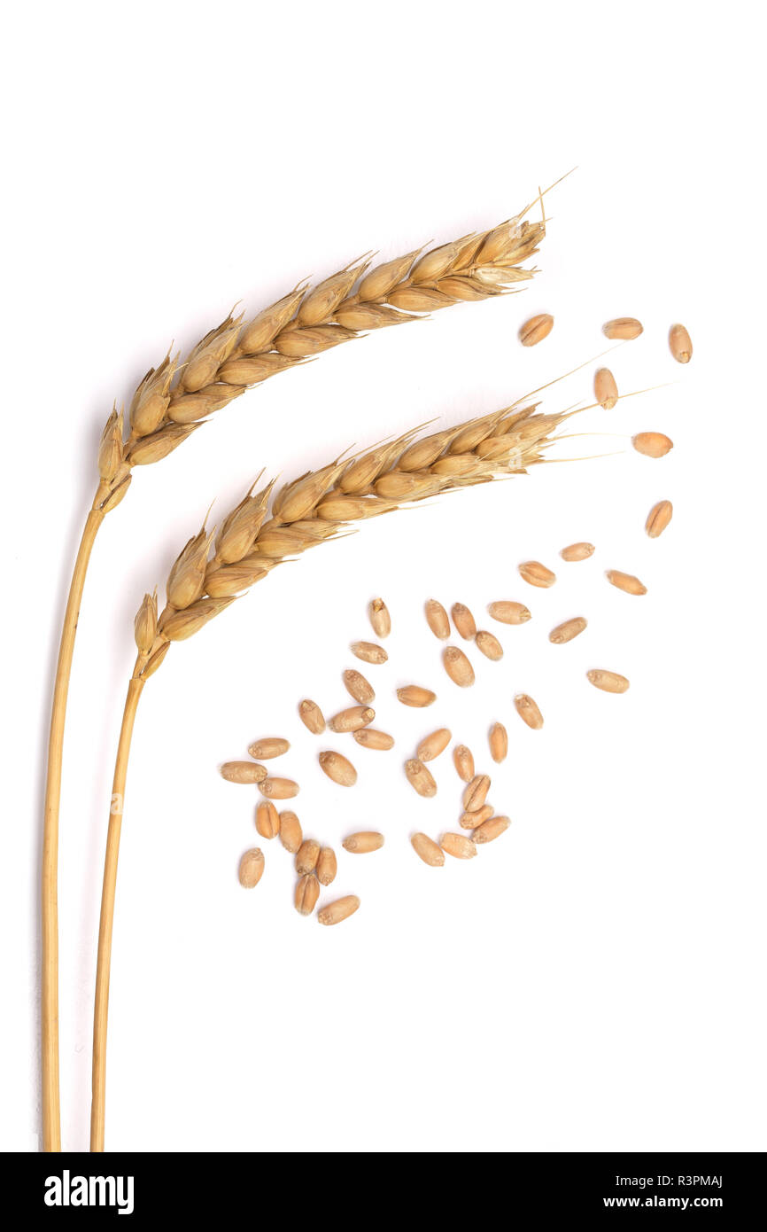grain and ears of wheat isolated on white background. Top view Stock ...