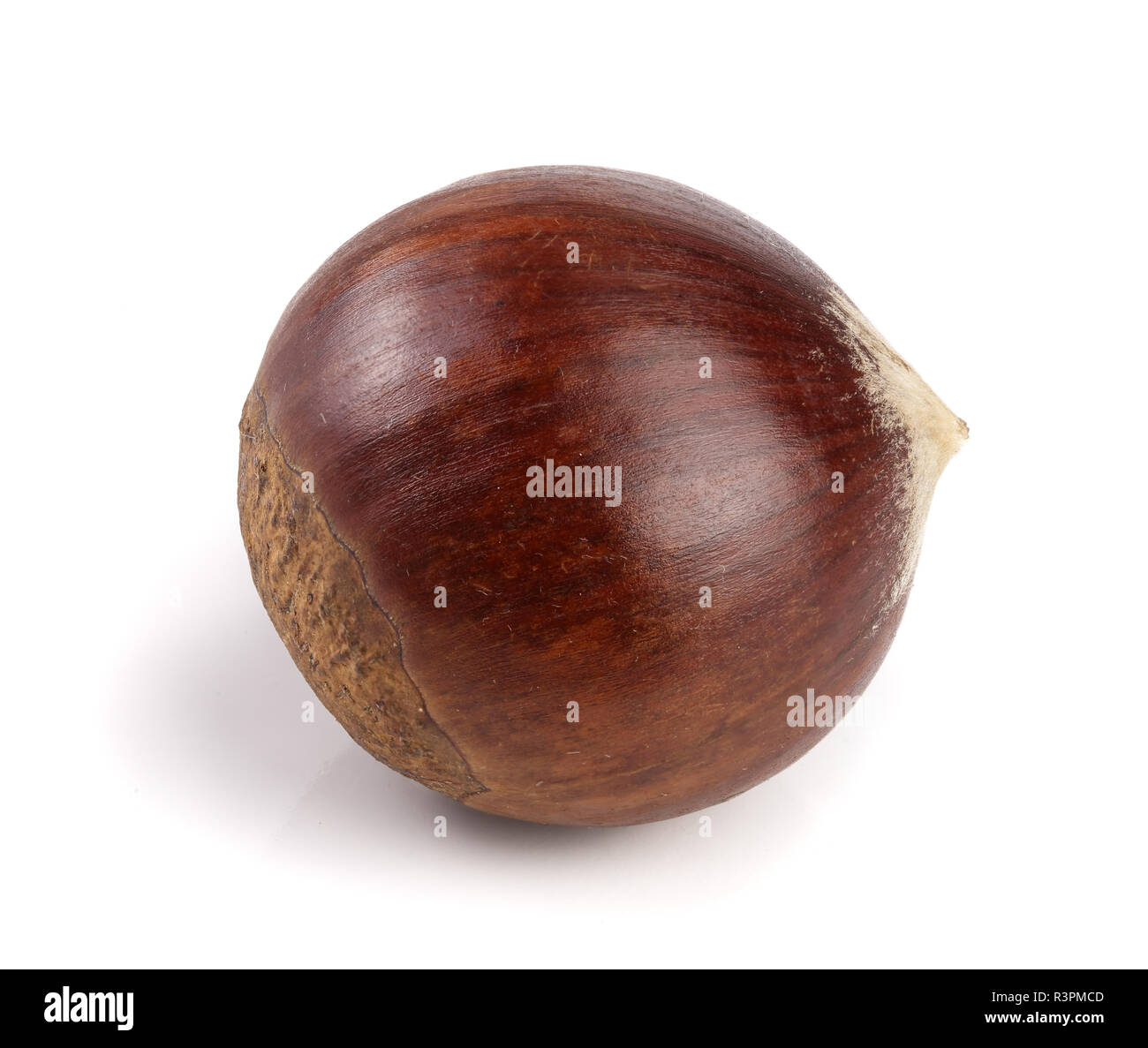 fresh edible chestnut isolated on white background Stock Photo - Alamy