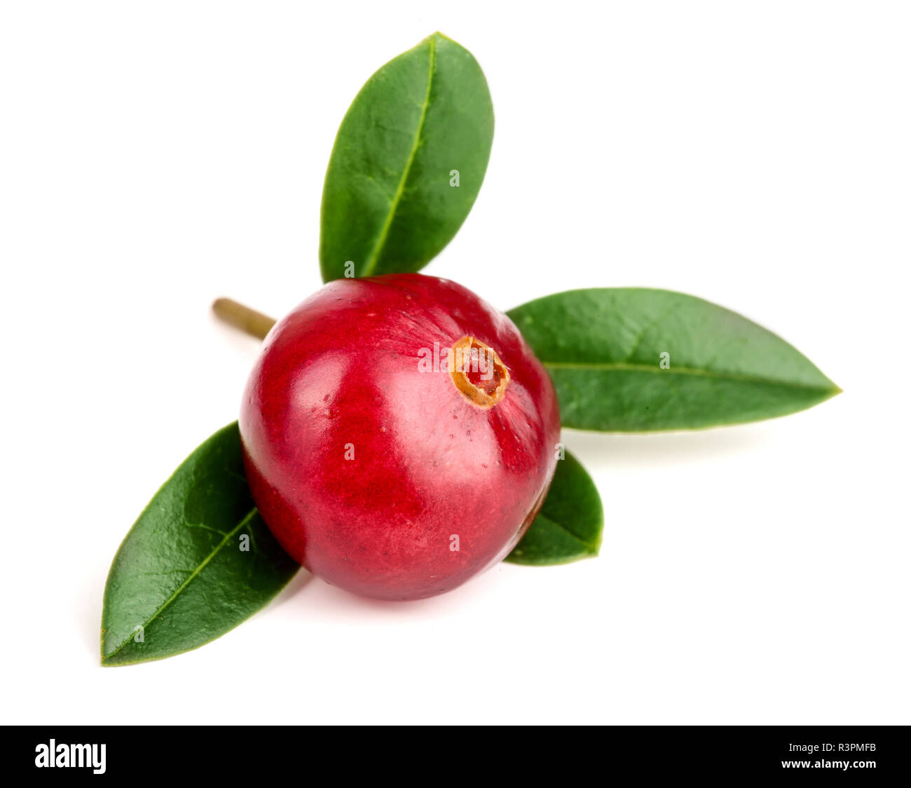 Cranberry with leaf isolated on white background closeup macro Stock ...