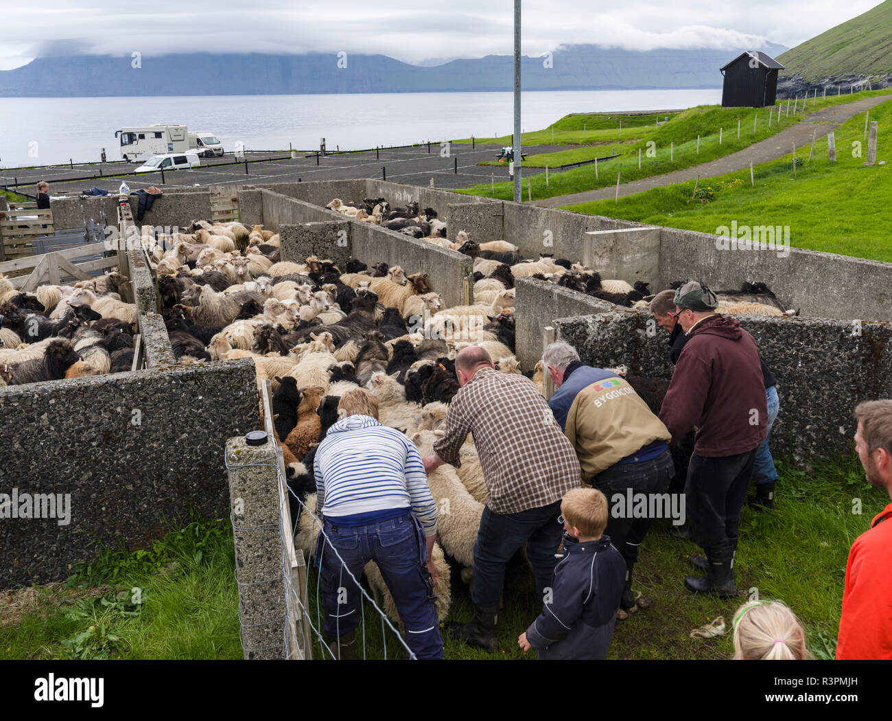 Village of Gjogv, dividing up of the sheep. Northern Europe, Denmark ...