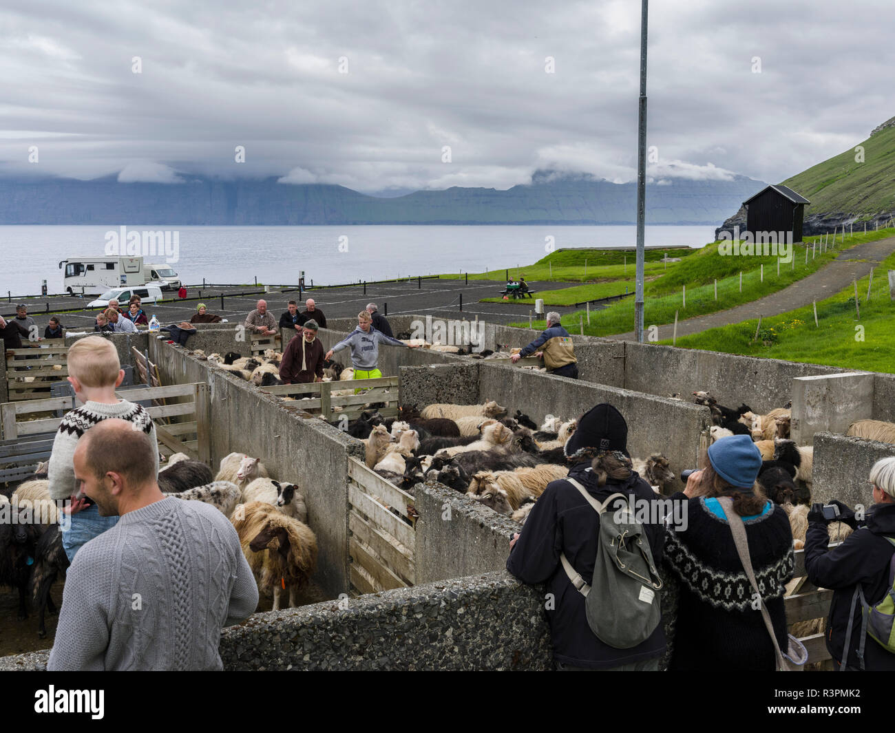 Village of Gjogv, dividing up of the sheep. Northern Europe, Denmark ...
