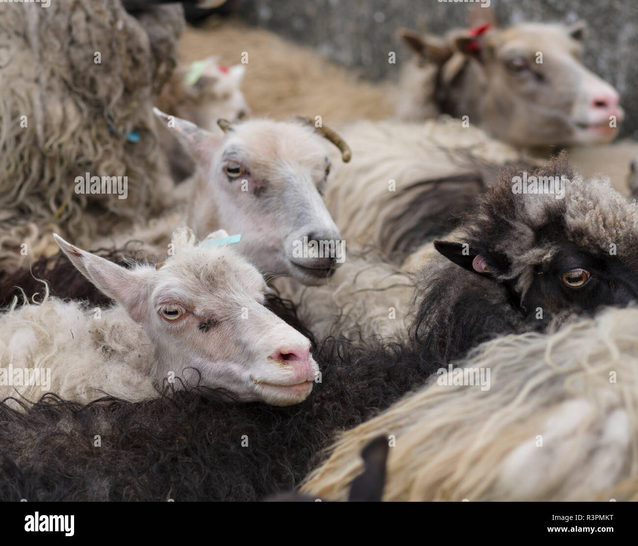 Village of Gjogv, dividing up of the sheep. Northern Europe, Denmark ...