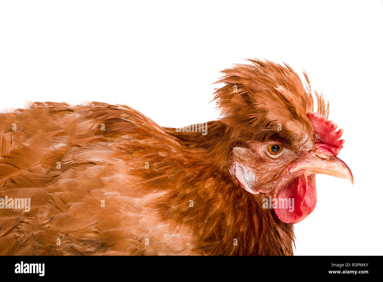 Portrait of a brown chicken isolated on white background Stock Photo ...