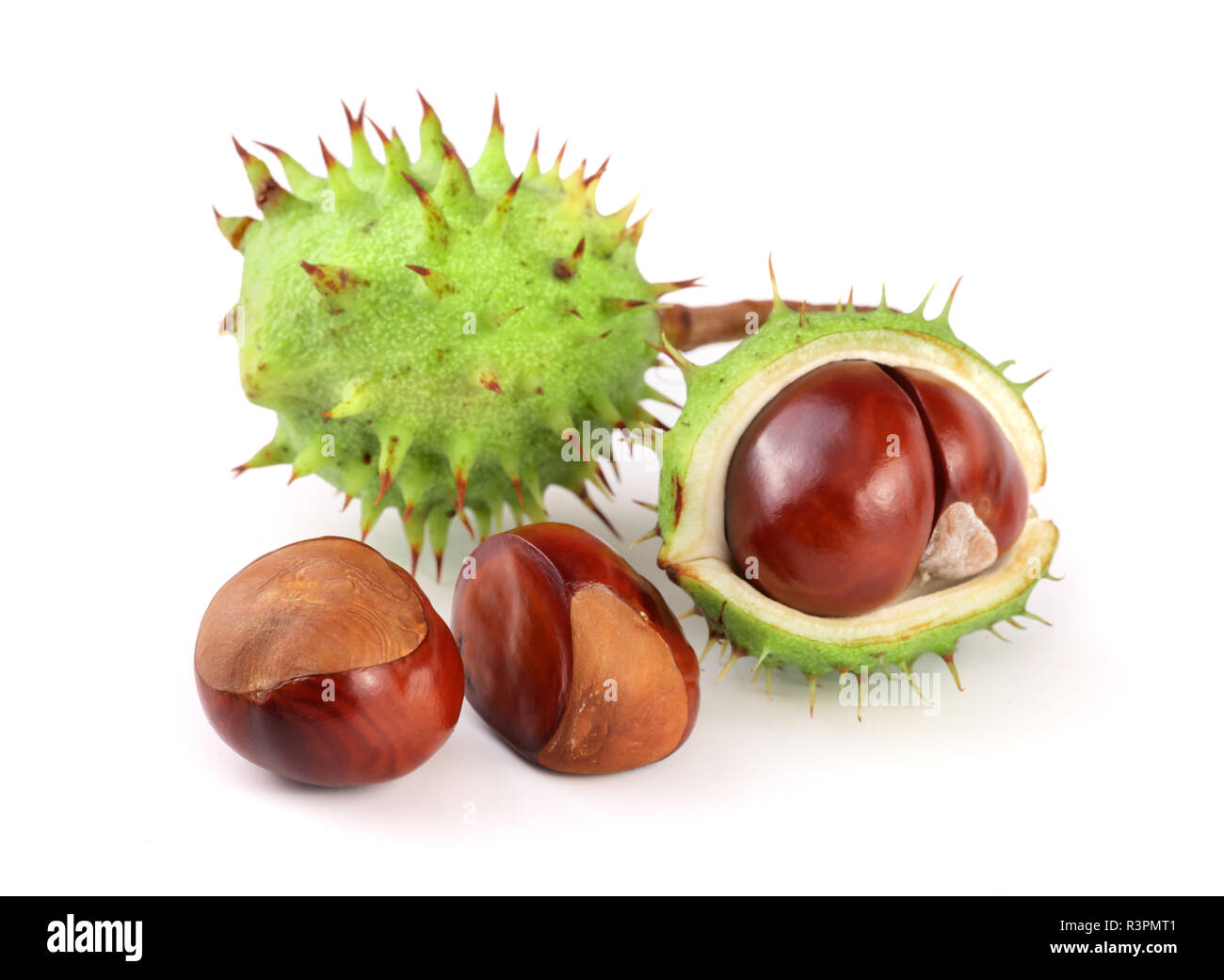 chestnut in the skin isolated on white background closeup Stock Photo ...