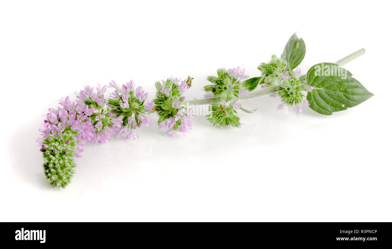 fresh peppermint herb with flowers isolated on white background Stock ...