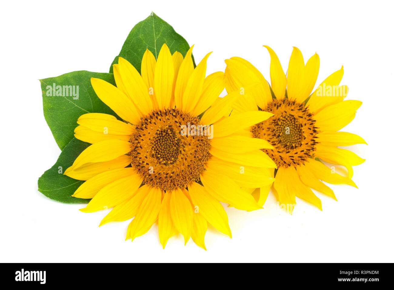 Two sunflowers with leaves isolated on white background Stock Photo - Alamy