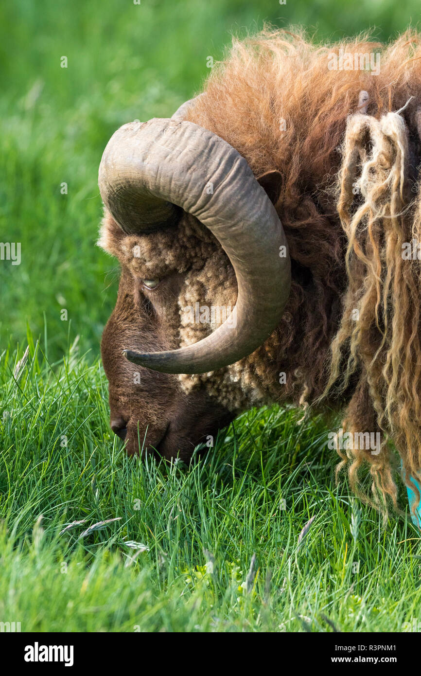 Sheep on the Faroe Islands, Denmark Stock Photo - Alamy
