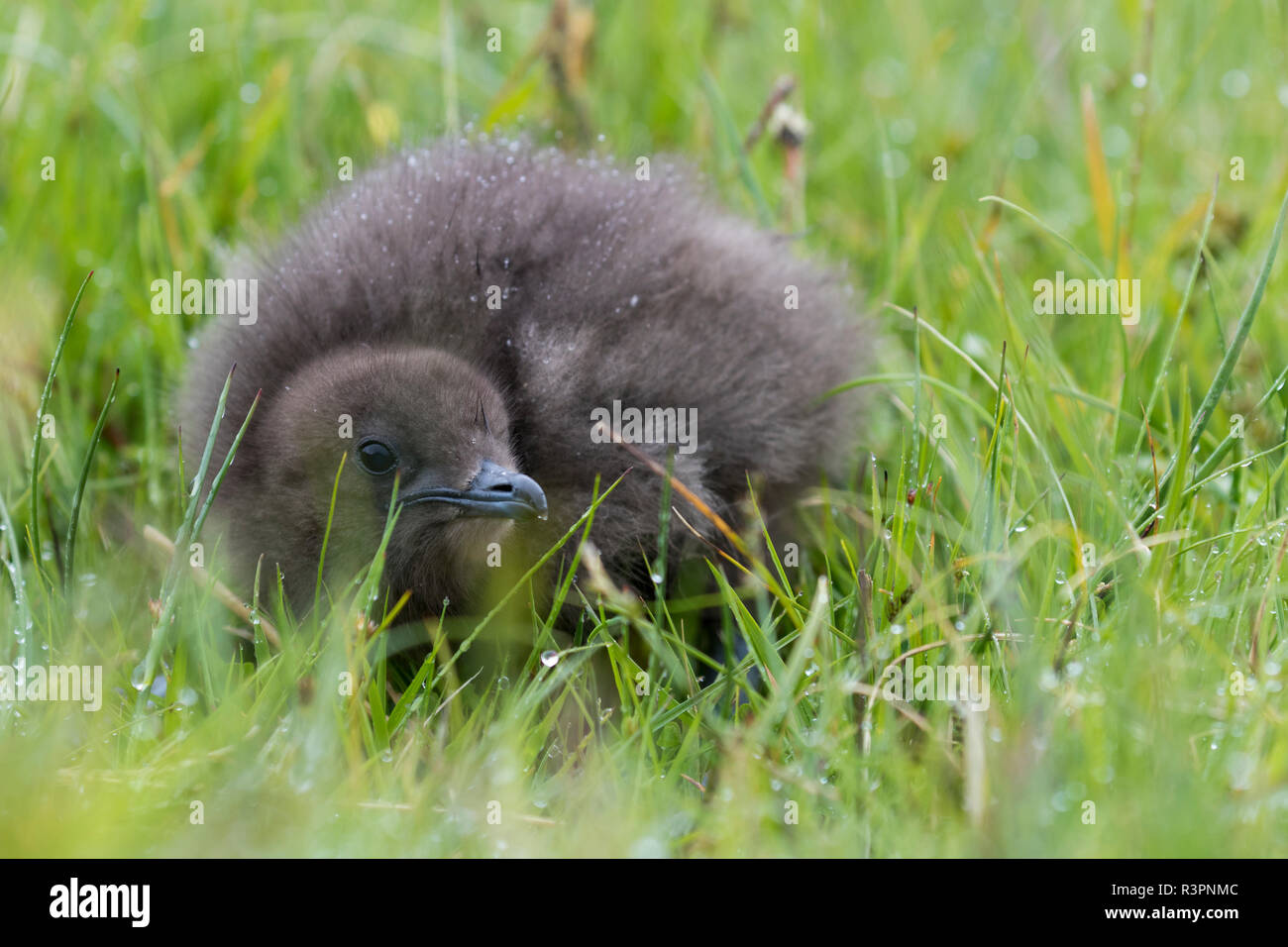 Great Skua (Stercorarius Skua), chick in wet grass. Faroe Islands ...