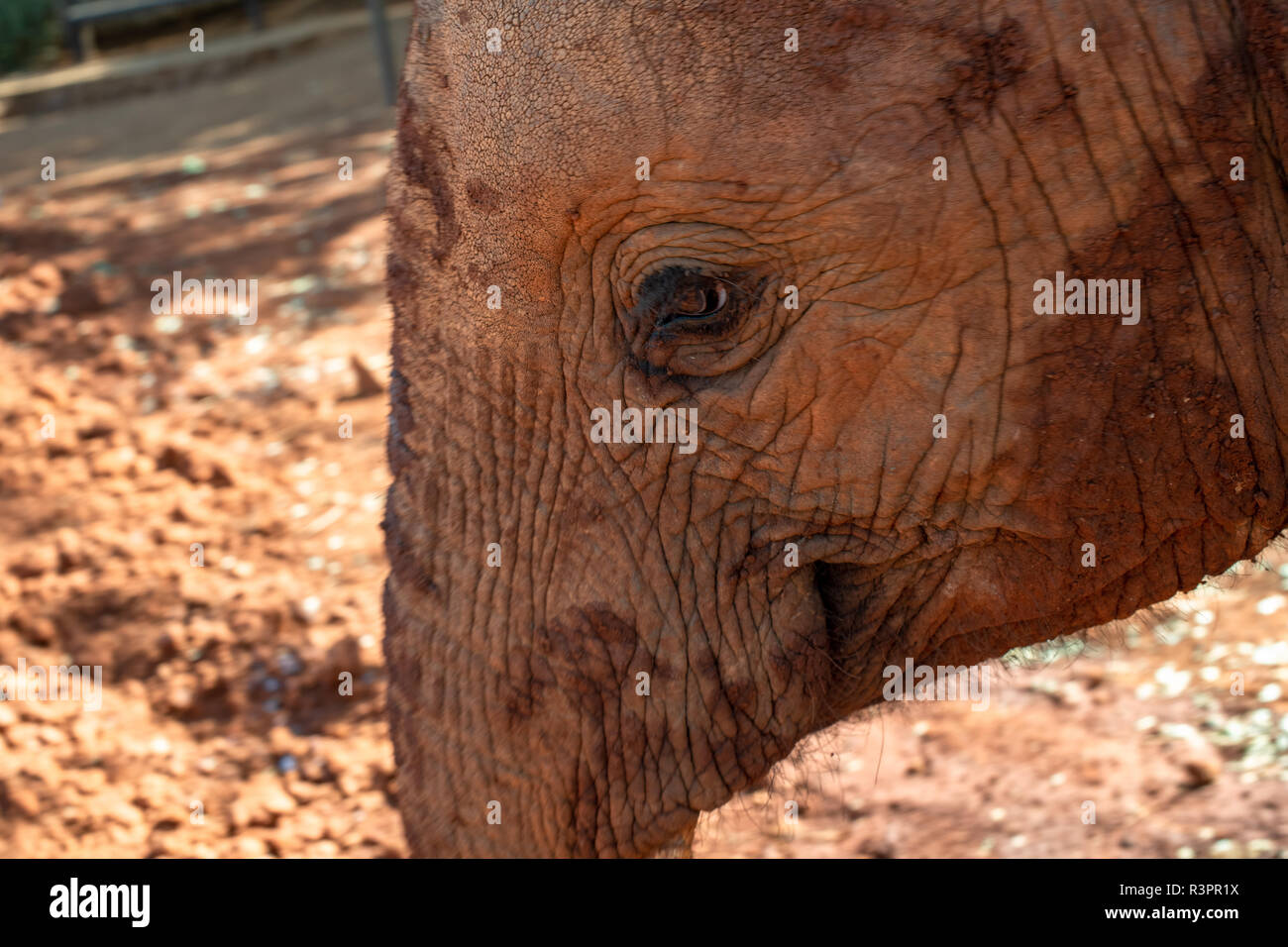 The David Sheldrick Wildlife Trust African elephant orphanage in ...