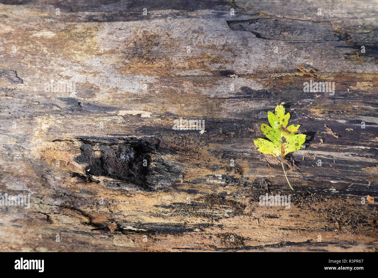 leaf on a falling log Stock Photo - Alamy