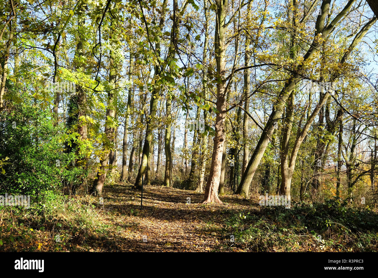 trees in a woodland scene Stock Photo - Alamy