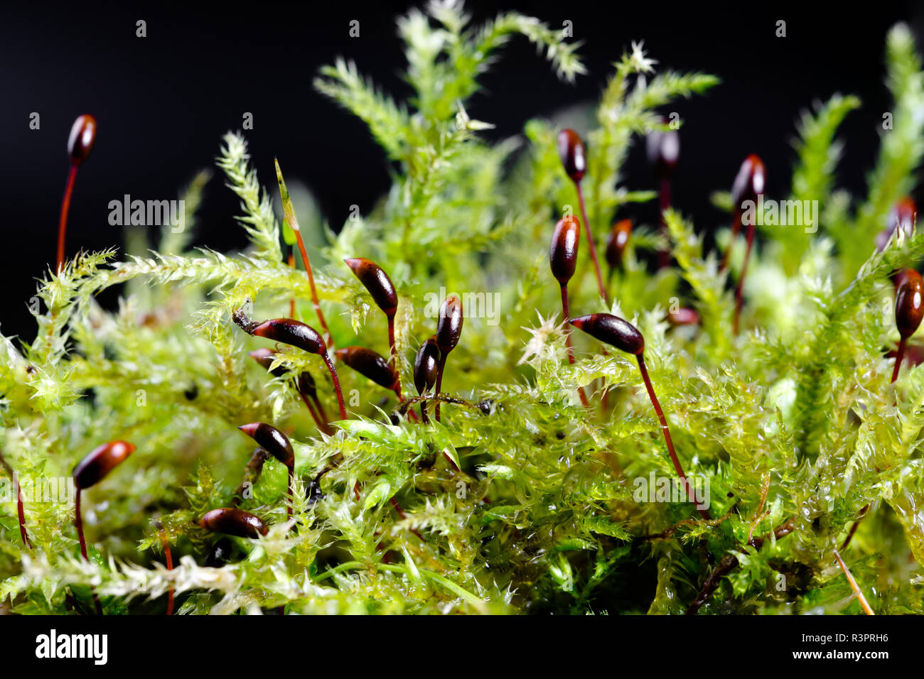 Spore propagation hi-res stock photography and images - Alamy