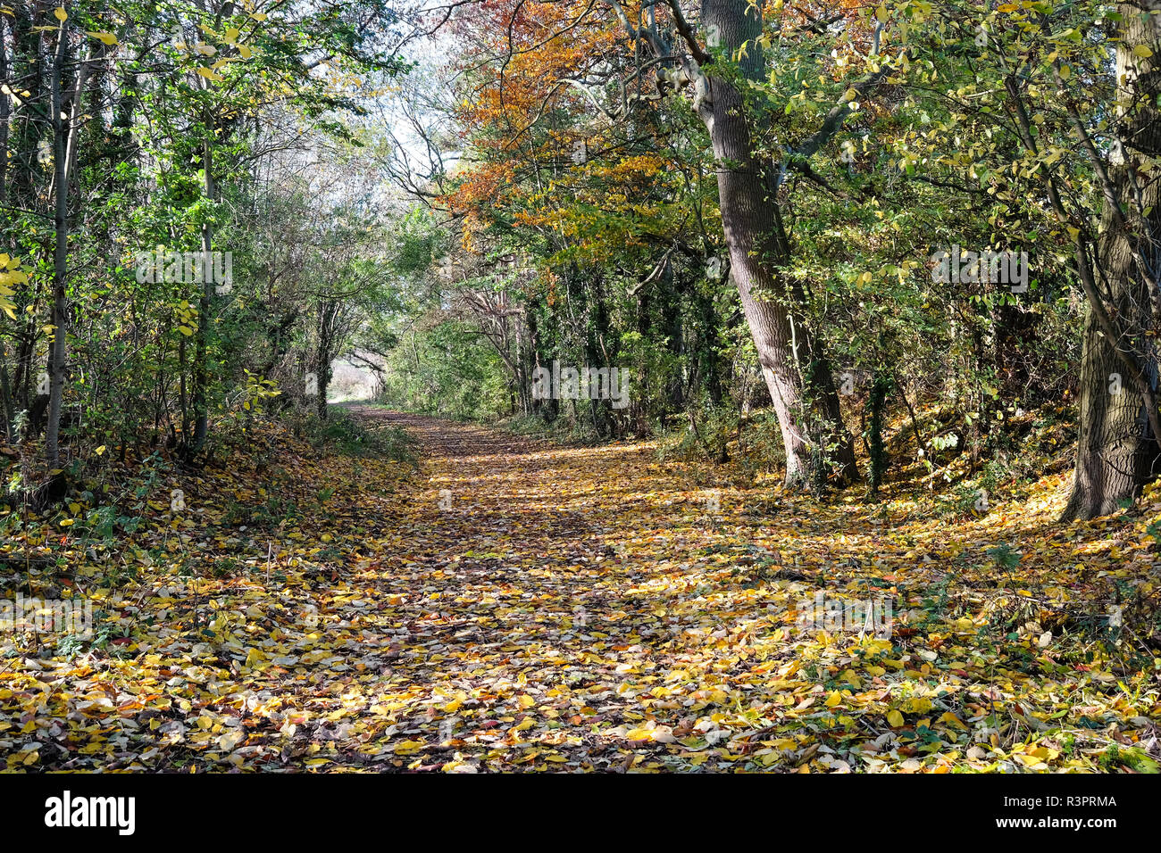 trees in a woodland scene Stock Photo - Alamy