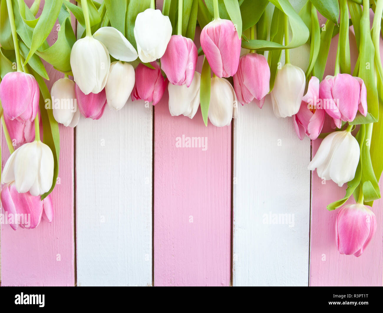 background with tulips Stock Photo - Alamy