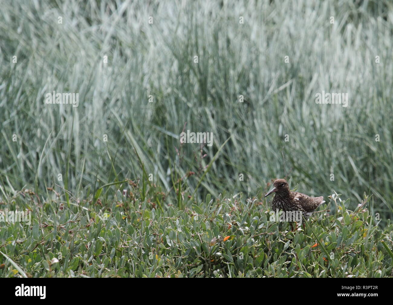 bird in the reeds Stock Photo - Alamy