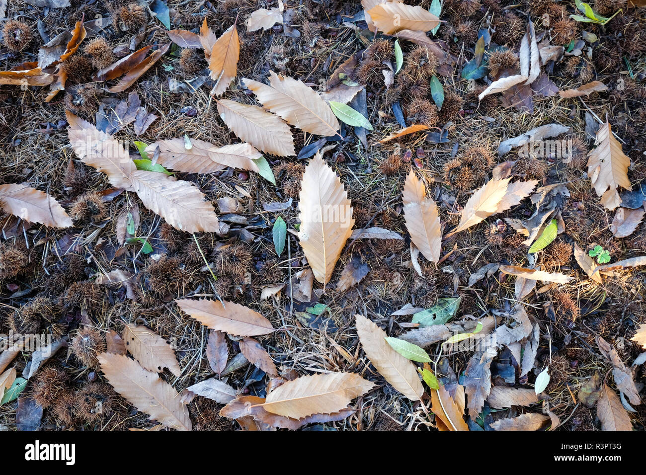 leaf litter in a wood Stock Photo - Alamy