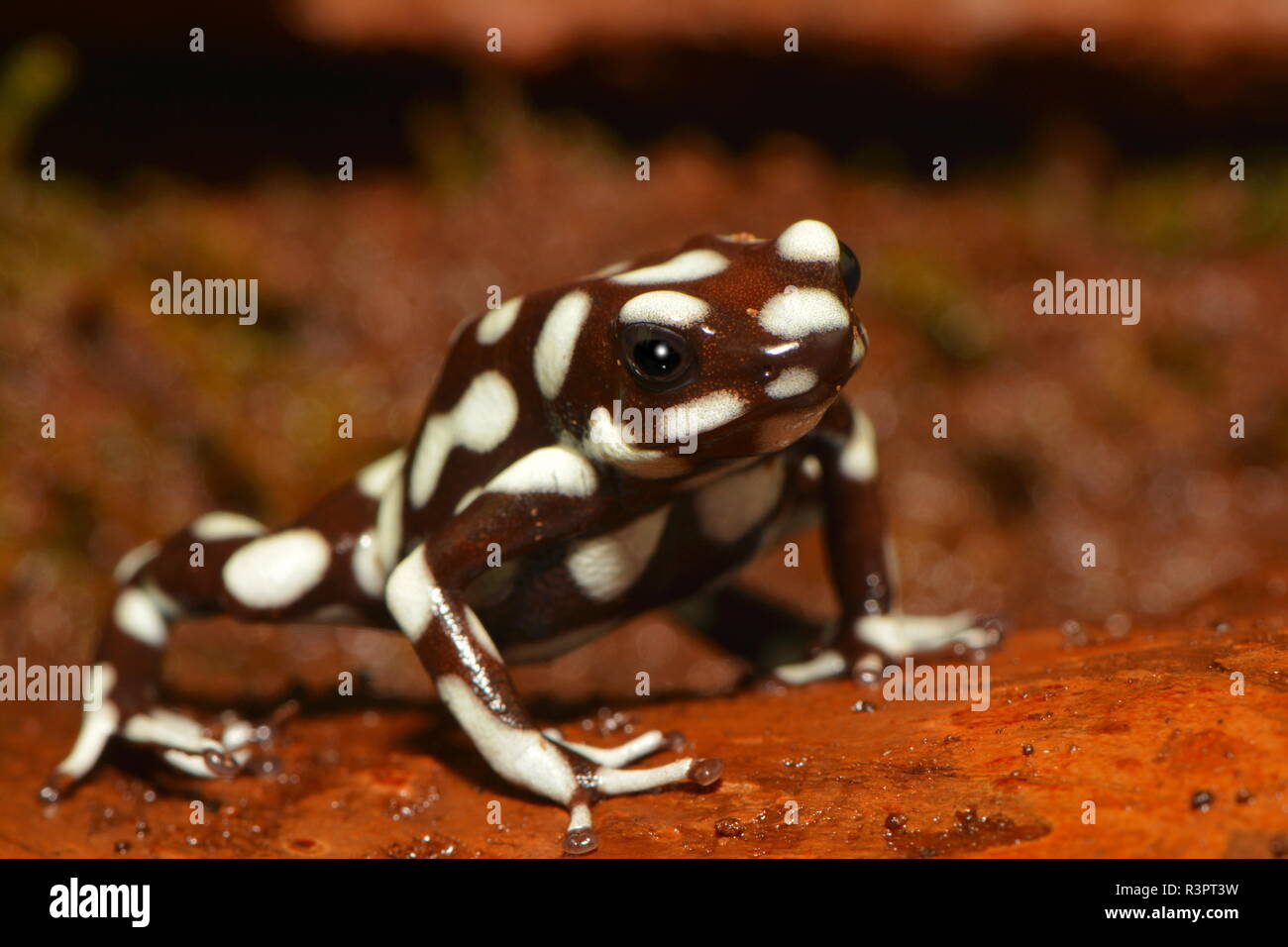 Pfeilgiftfrosch High Resolution Stock Photography and Images - Alamy