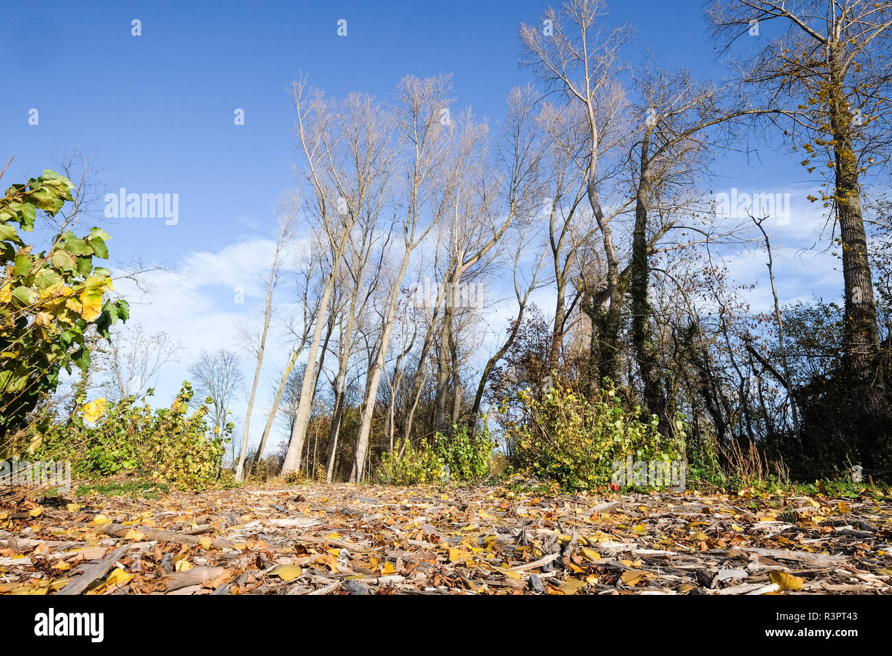 Coppiced hi-res stock photography and images - Alamy