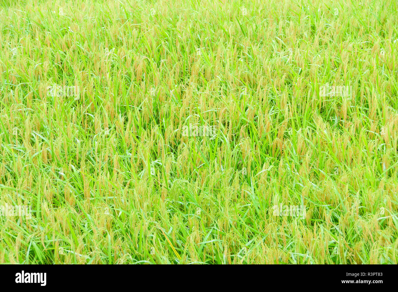 paddy field in bali,indonesia Stock Photo - Alamy