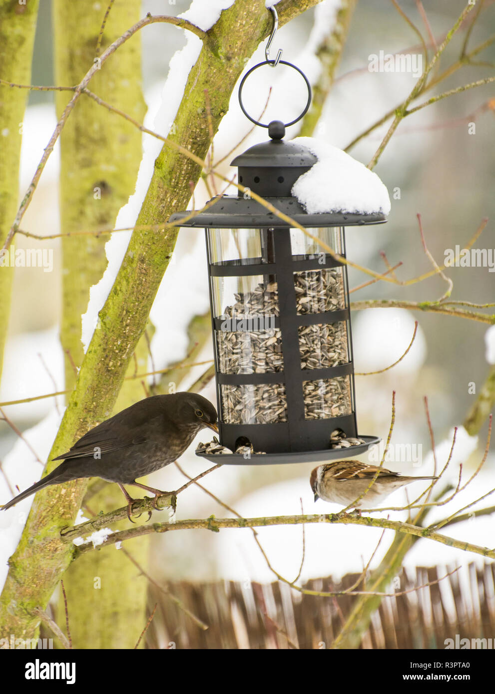 Blackbird eating bird seed hi-res stock photography and images - Alamy