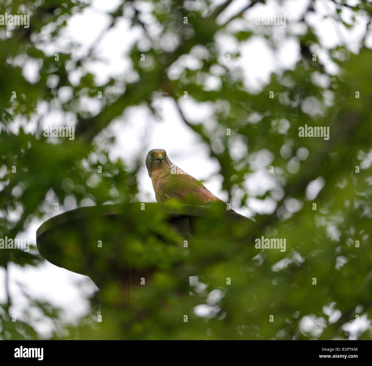 Agresiv hi-res stock photography and images - Alamy