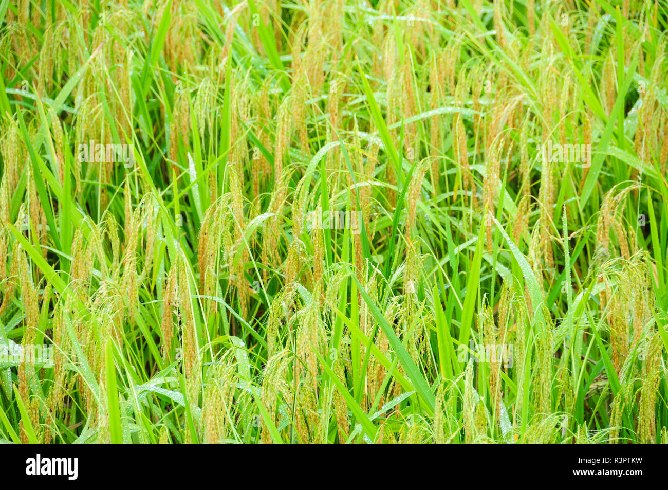 paddy field in bali,indonesia,detail Stock Photo - Alamy