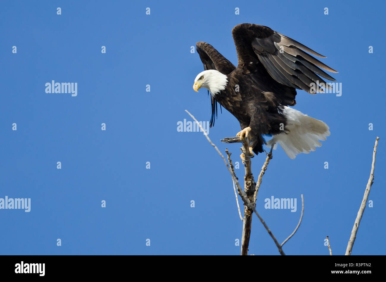 Recovering bird of prey hi-res stock photography and images - Alamy