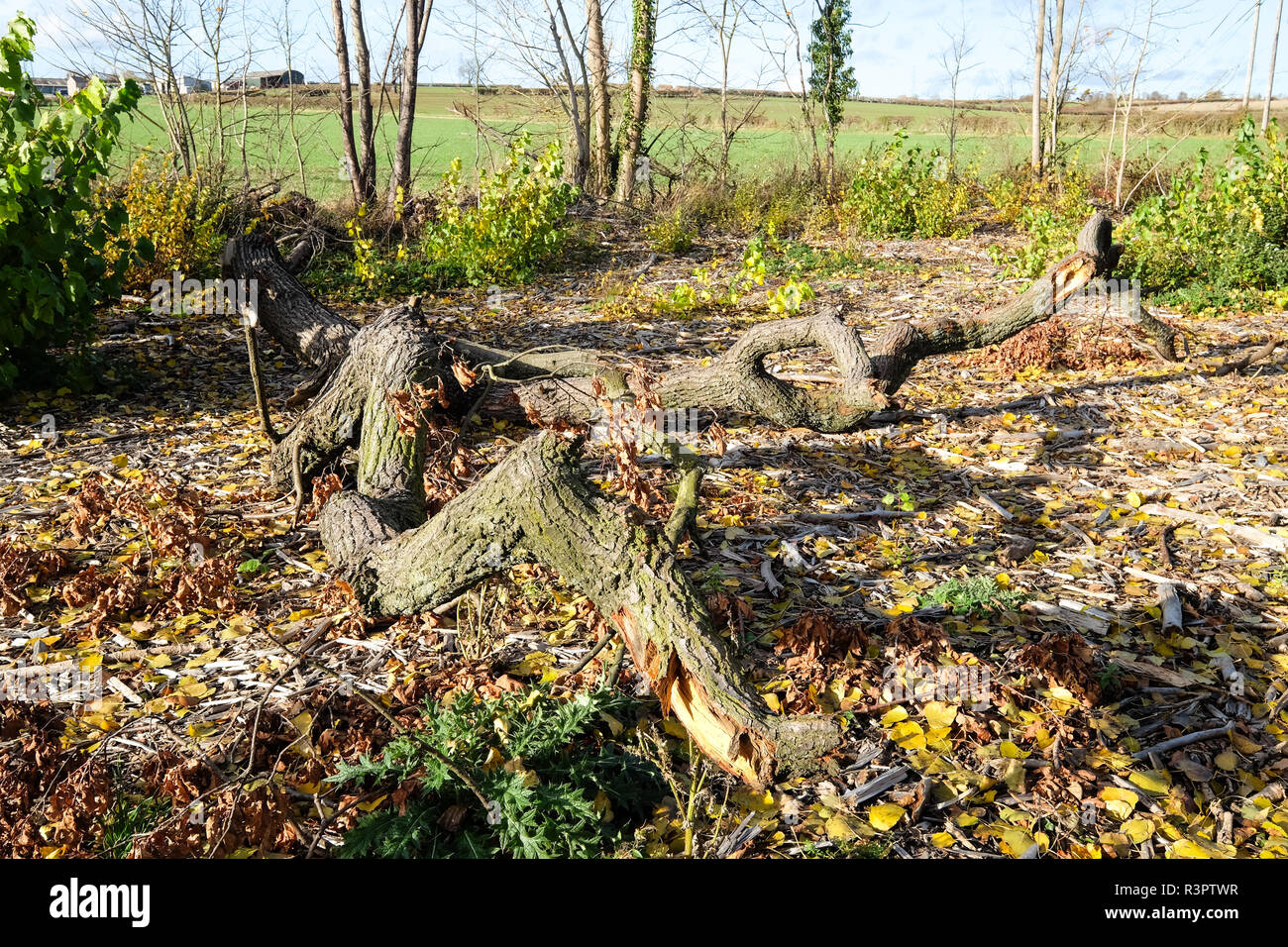 large tree limb that has fallen of a tree Stock Photo - Alamy