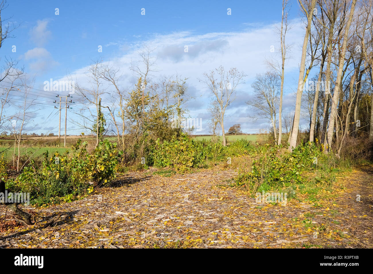 Coppiced trees hi-res stock photography and images - Alamy