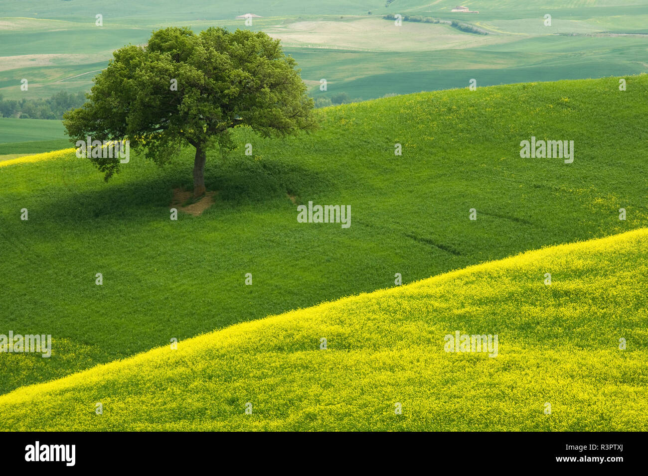 Italy, Tuscany. Landscape with oak tree Stock Photo - Alamy