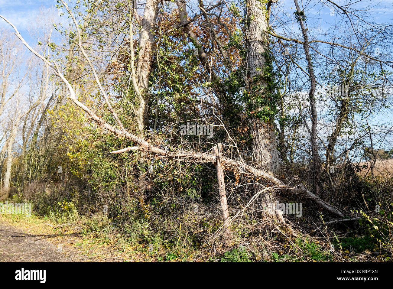 fallen tree in a wood Stock Photo - Alamy