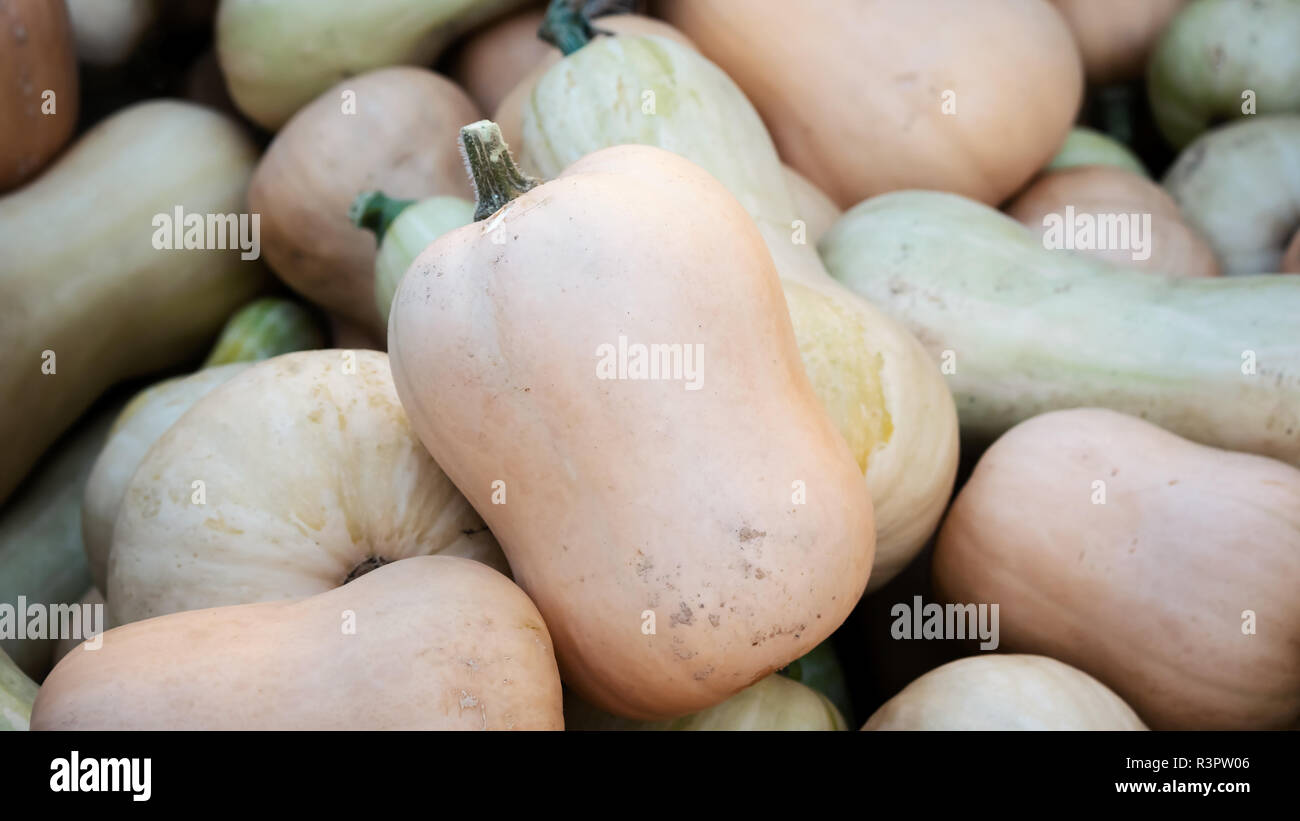 Harvest: Heap of Butternut Squash Pumpkin, Cucurbita moschata Stock ...