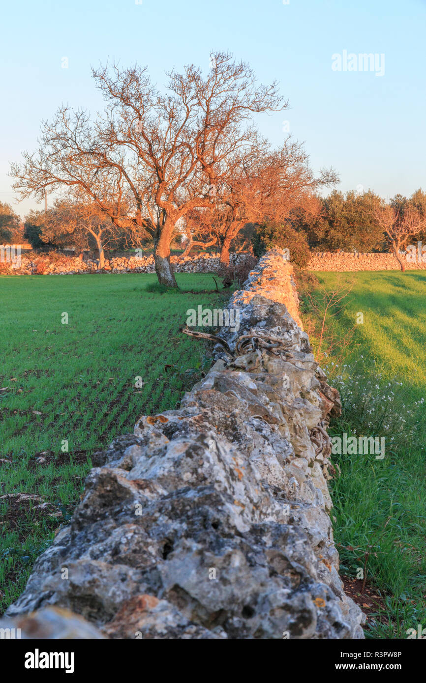 Southern Italy, Puglia. Stone walled pastures Stock Photo - Alamy