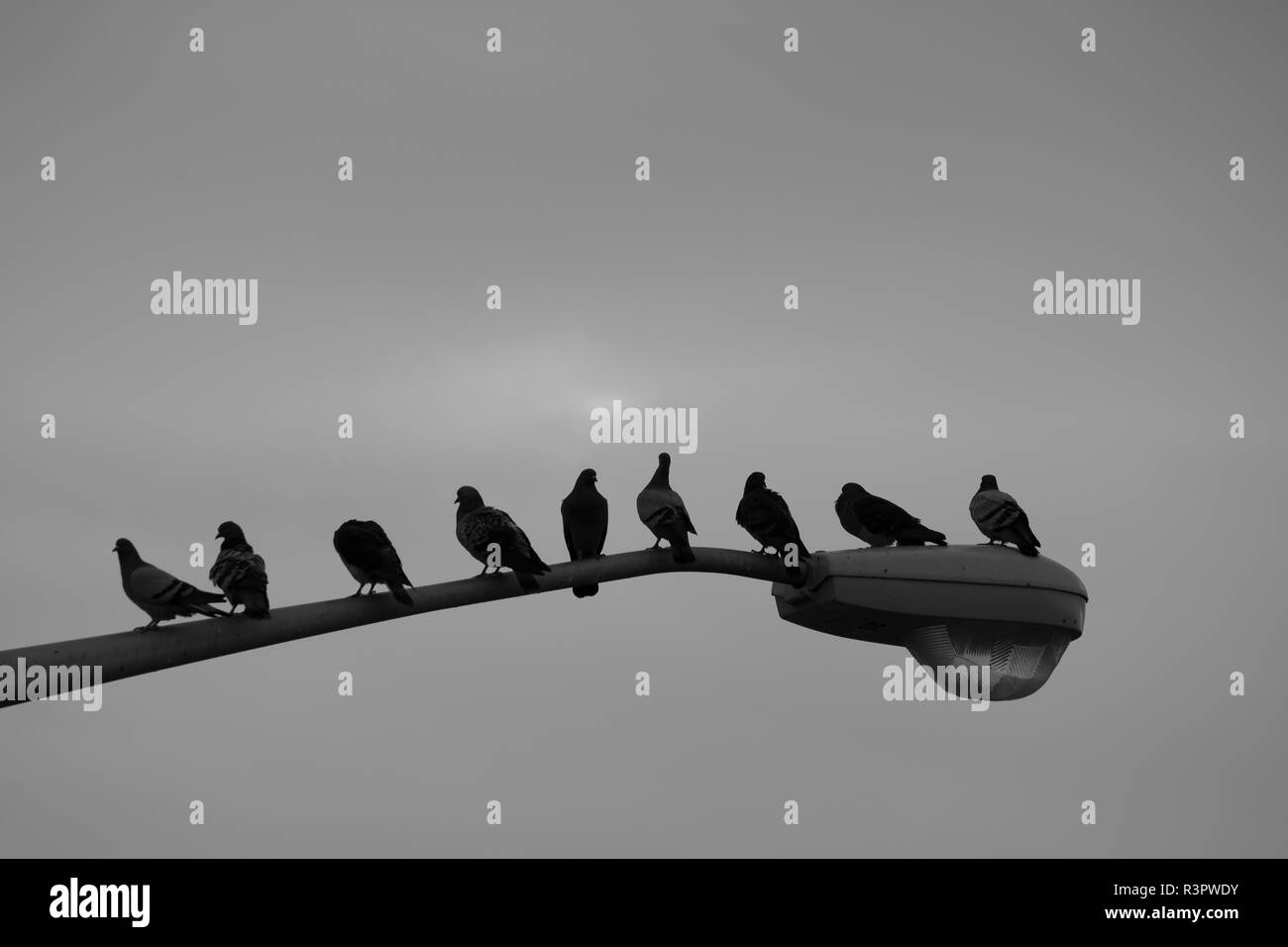 Swallow pigeons hi-res stock photography and images - Alamy