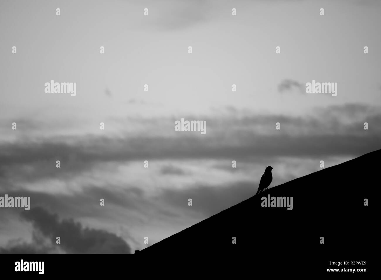 Red falcon Black and White Stock Photos & Images - Alamy