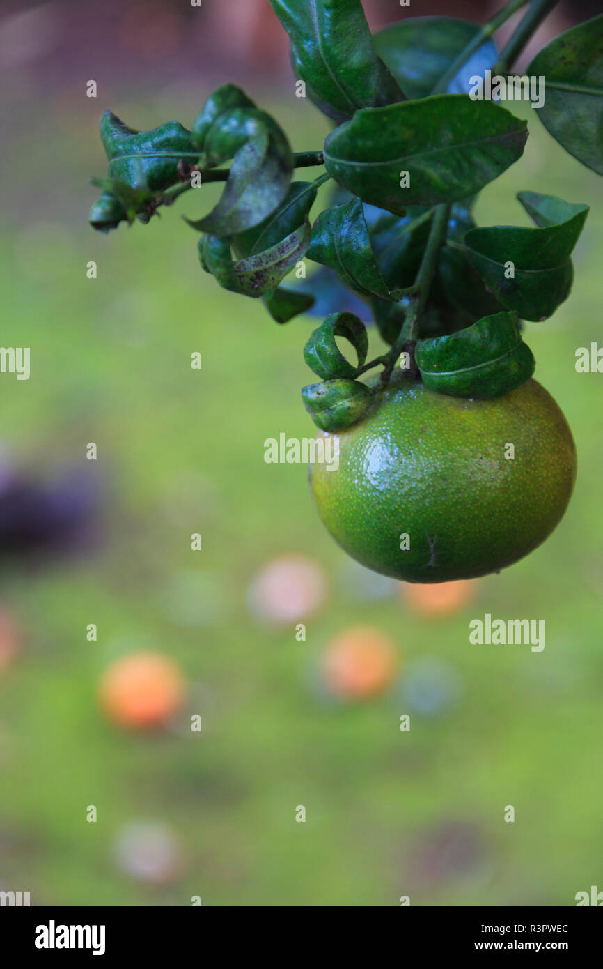 Orange in europe italy hi-res stock photography and images - Alamy