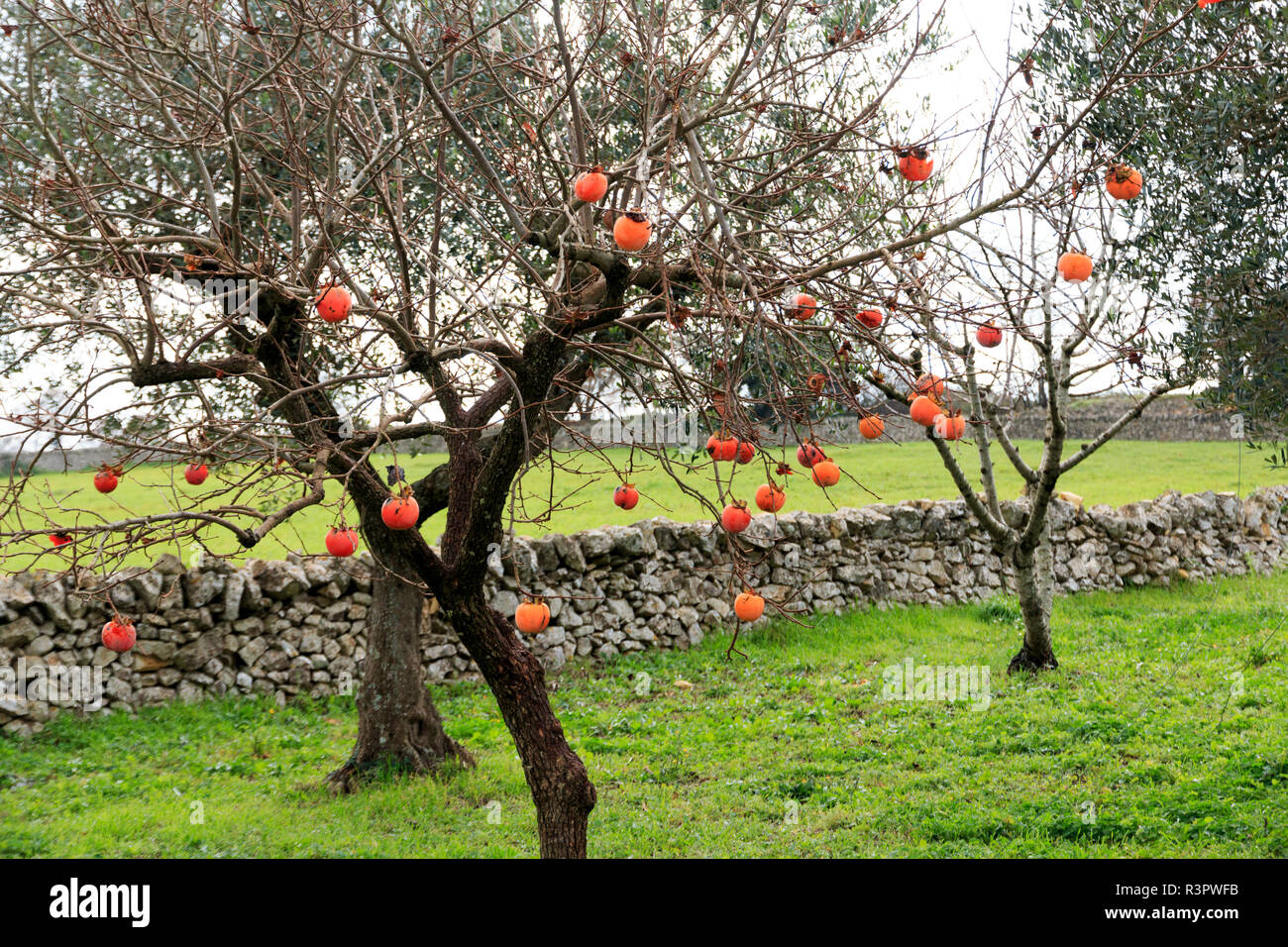 Persimmons hanging hi-res stock photography and images - Alamy