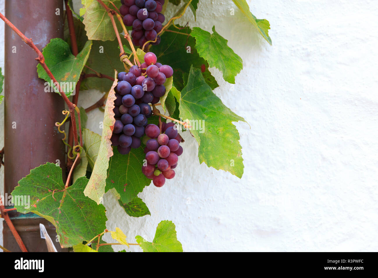 Apulia grapes hi-res stock photography and images - Alamy