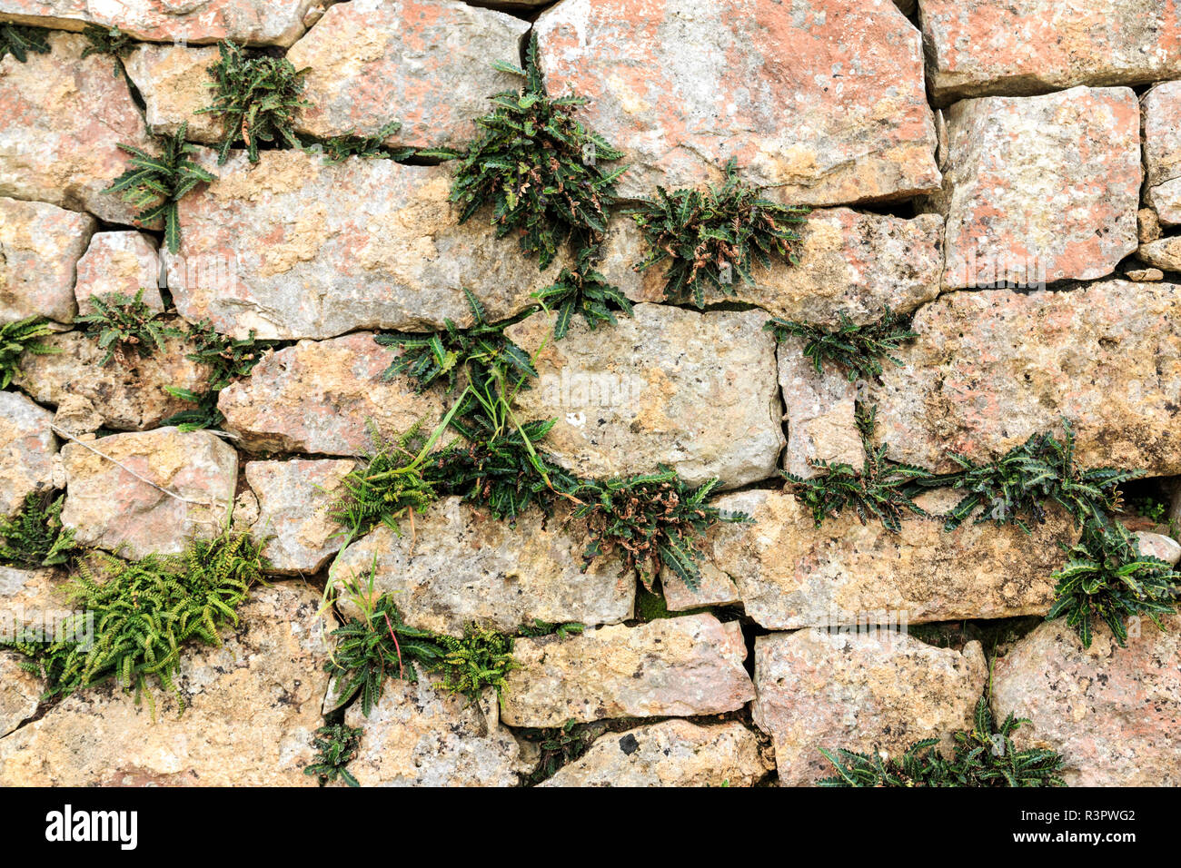 Italy, Puglia. Stone wall with vegetation Stock Photo - Alamy