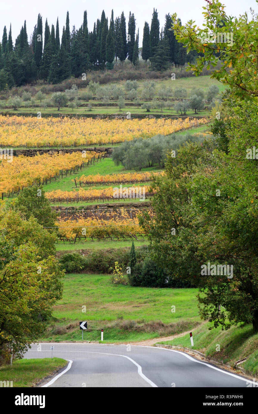 Italy, Tuscany. Greve in Chianti vineyards, wine grapes growing Stock ...