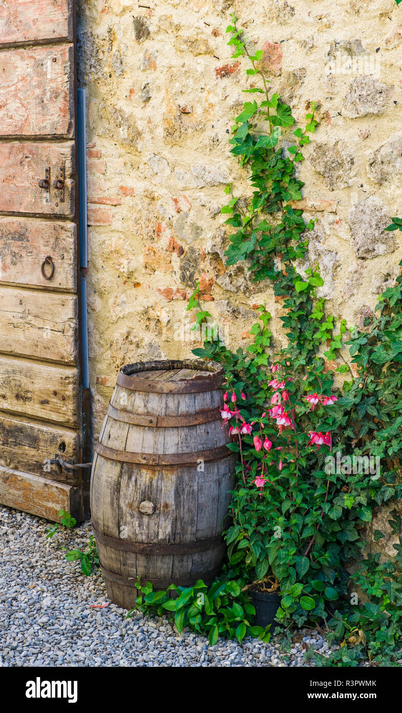 Italy, Tuscany, Monteriggioni, vine, barrel Stock Photo - Alamy