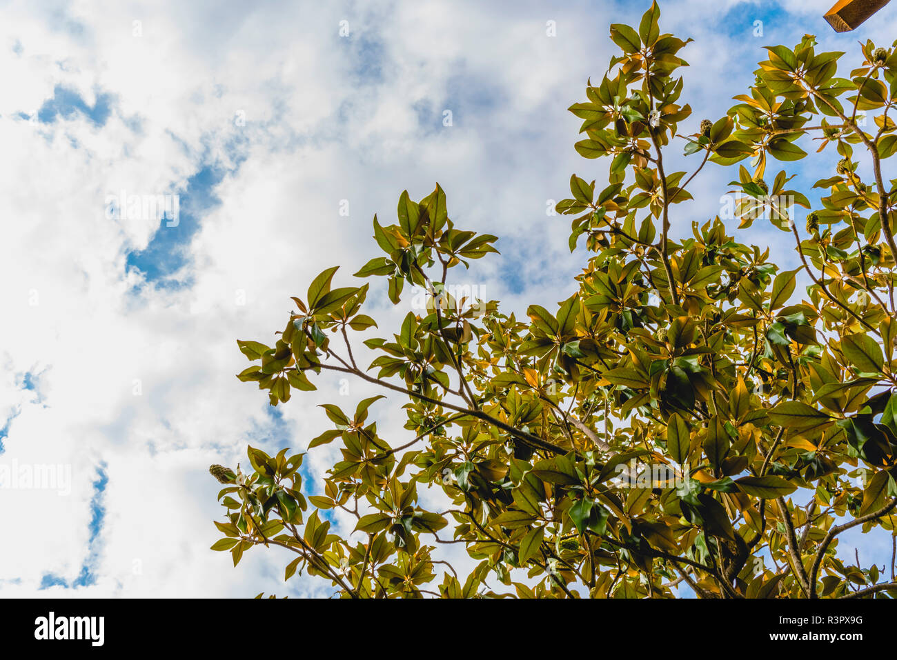 Balsa tree flower hi-res stock photography and images - Alamy