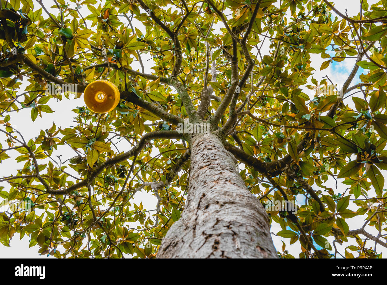 Balsa tree hi-res stock photography and images - Alamy