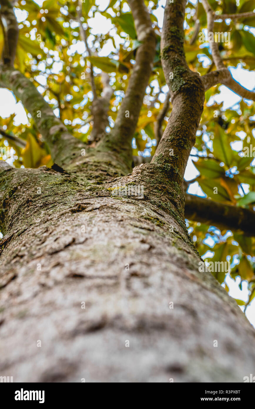 Trunk and branches of a tree Magnolia Stock Photo - Alamy